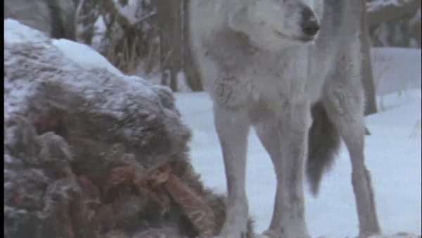 Close-up shot of a wolf pooping near a carcass - Stock Video Footage ...