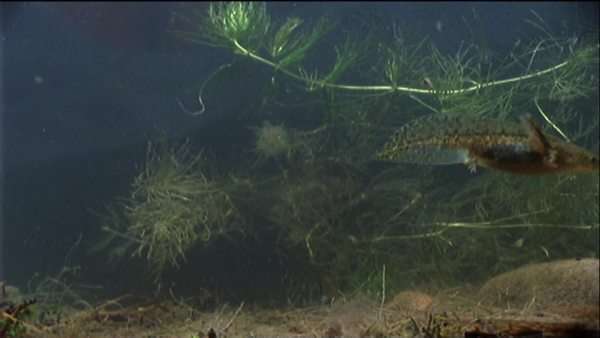 Wide shot of a tiger salamander larvae swimming in water - HD Royalty ...