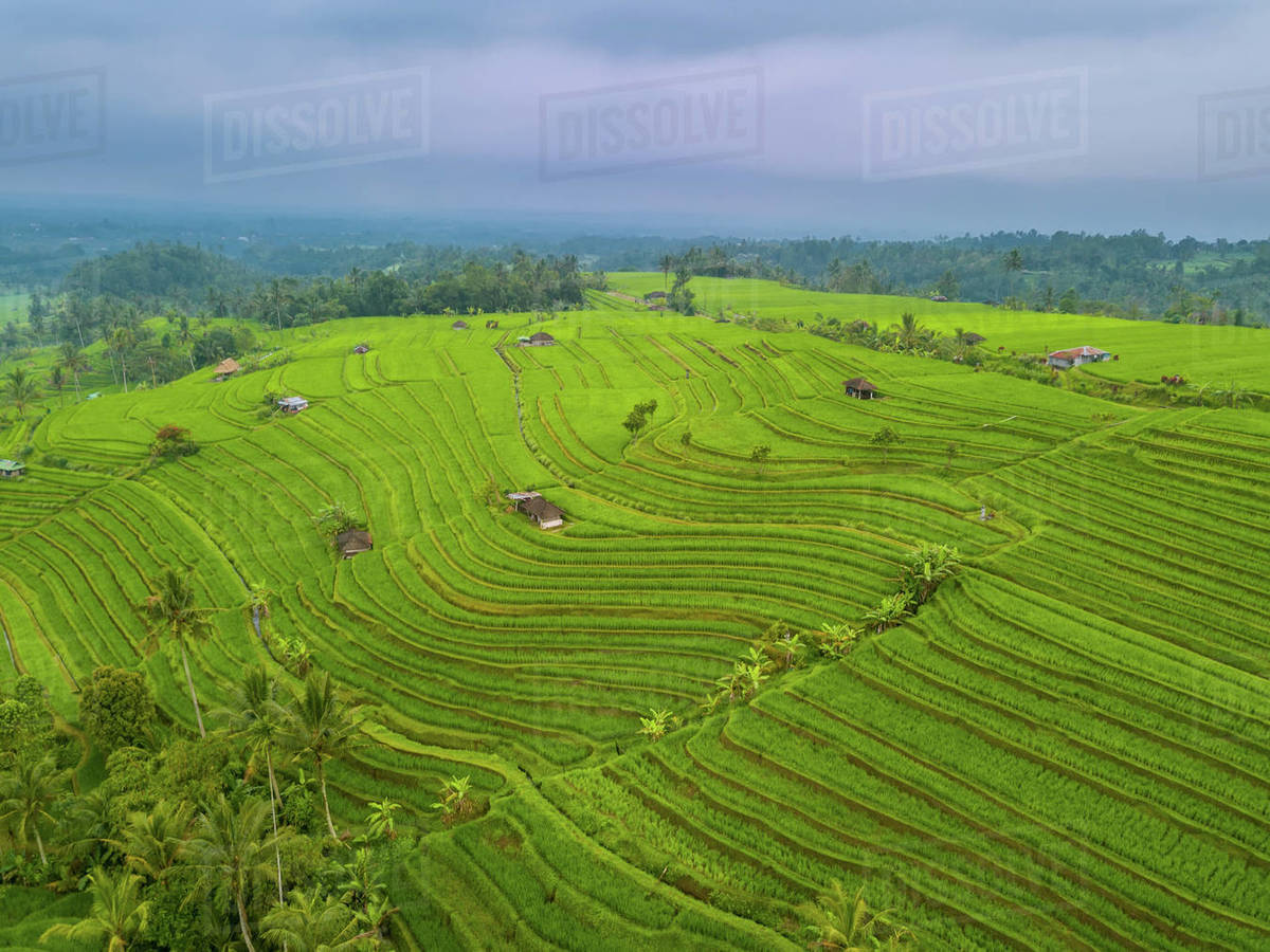 Indonesia. Rice paddies on Bali island. Evening after rain and overcast ...