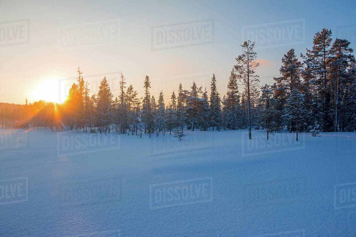 Edge of a small forest. The bright sunset shines through the branches ...