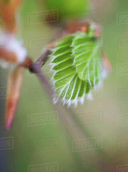Detail of sheet that burst out in spring - Stock Photo - Dissolve