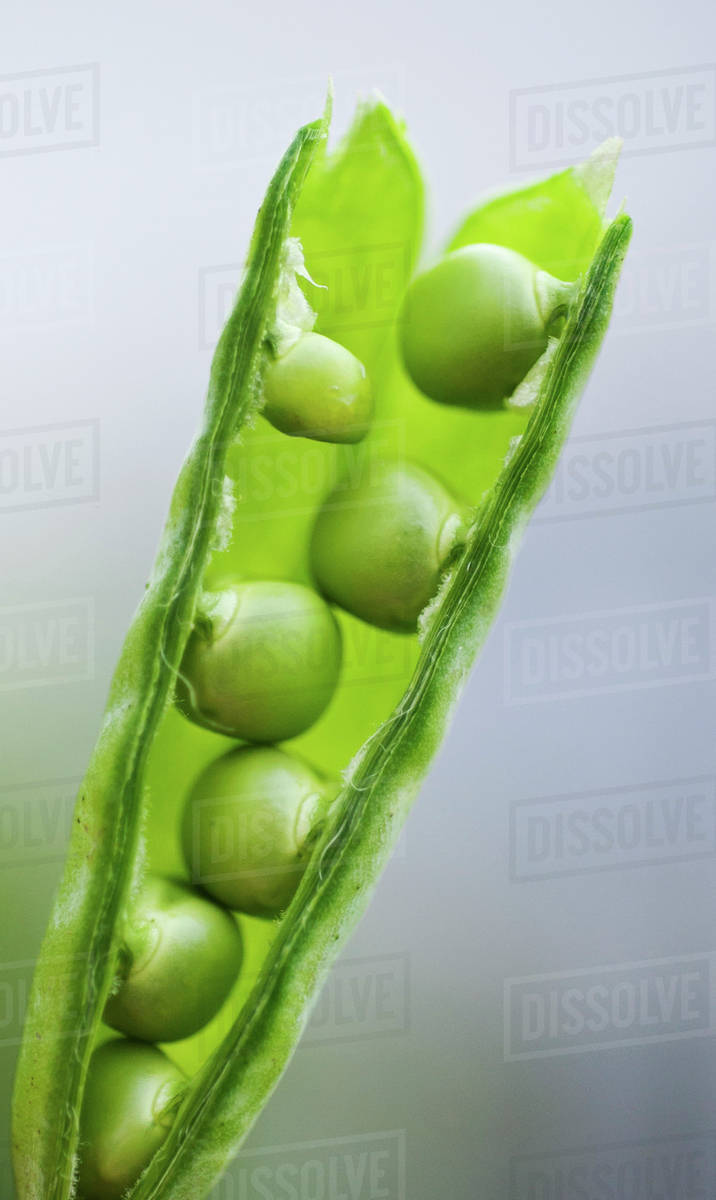 Selective focus of open pea pod - Stock Photo - Dissolve