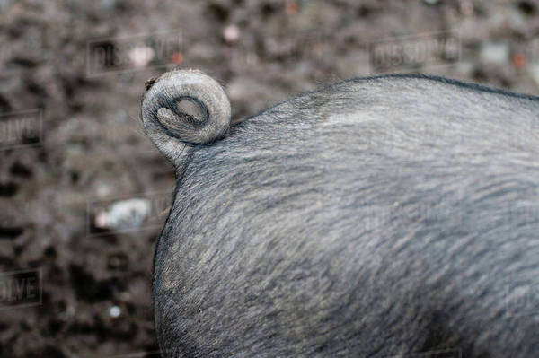 Close-up of pig's tail - Stock Photo - Dissolve