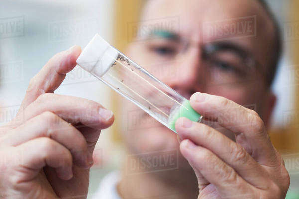 Male scientist examining insects in test tube at laboratory - Stock ...