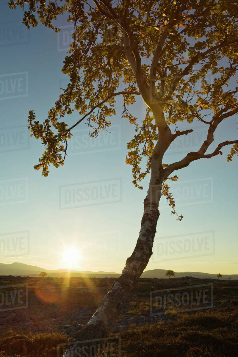 Birch tree on field during sunset - Royalty-free Stock Photo | Dissolve