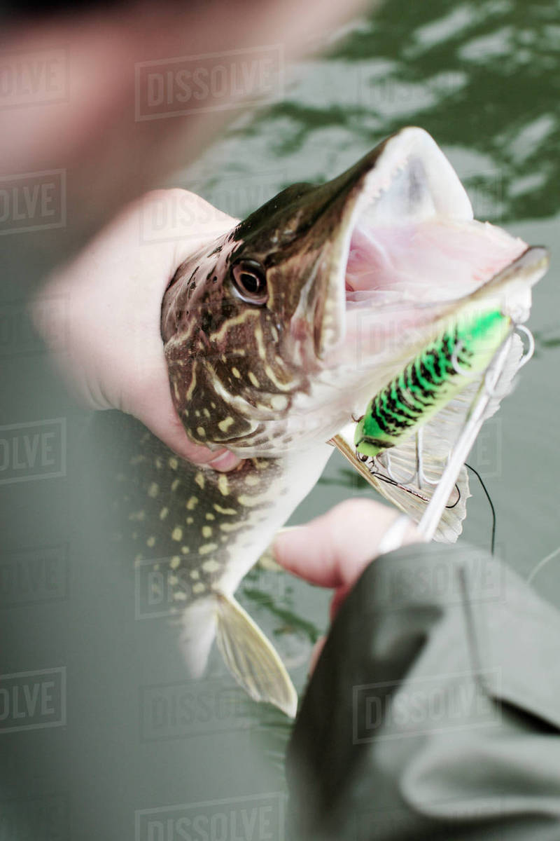 High angle view of man holding fish by lake - Royalty-free Stock Photo ...