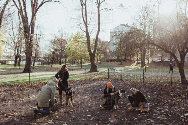 Pet owners with their dogs at park during autumn - Royalty-free Stock ...