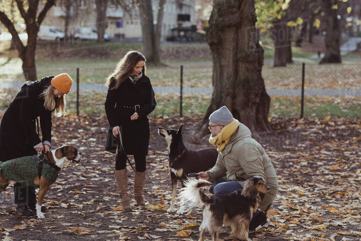 Full length male and female pet owners with dogs at park - Royalty-free ...