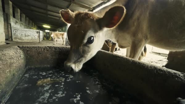 Jersey calves drinking water from a trough in a pen at an organic dairy ...