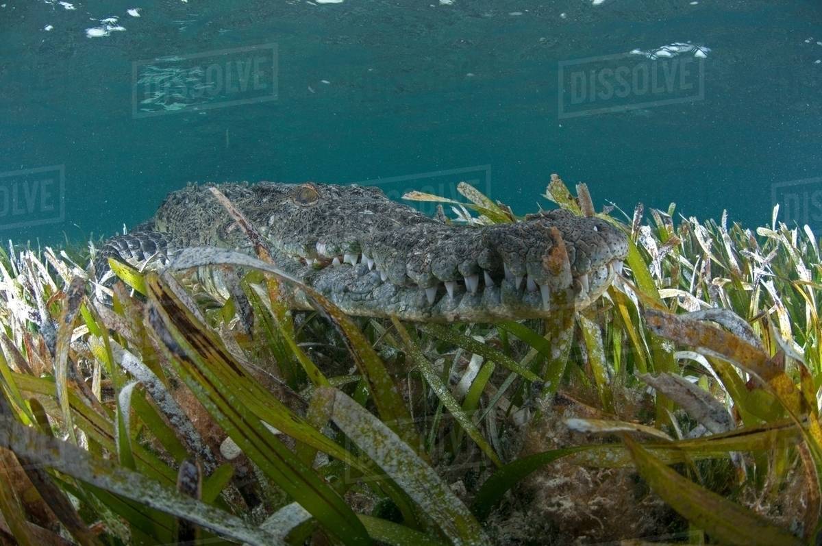 Underwater view of crocodile camouflaged in seagrass, Chinchorro Atoll ...