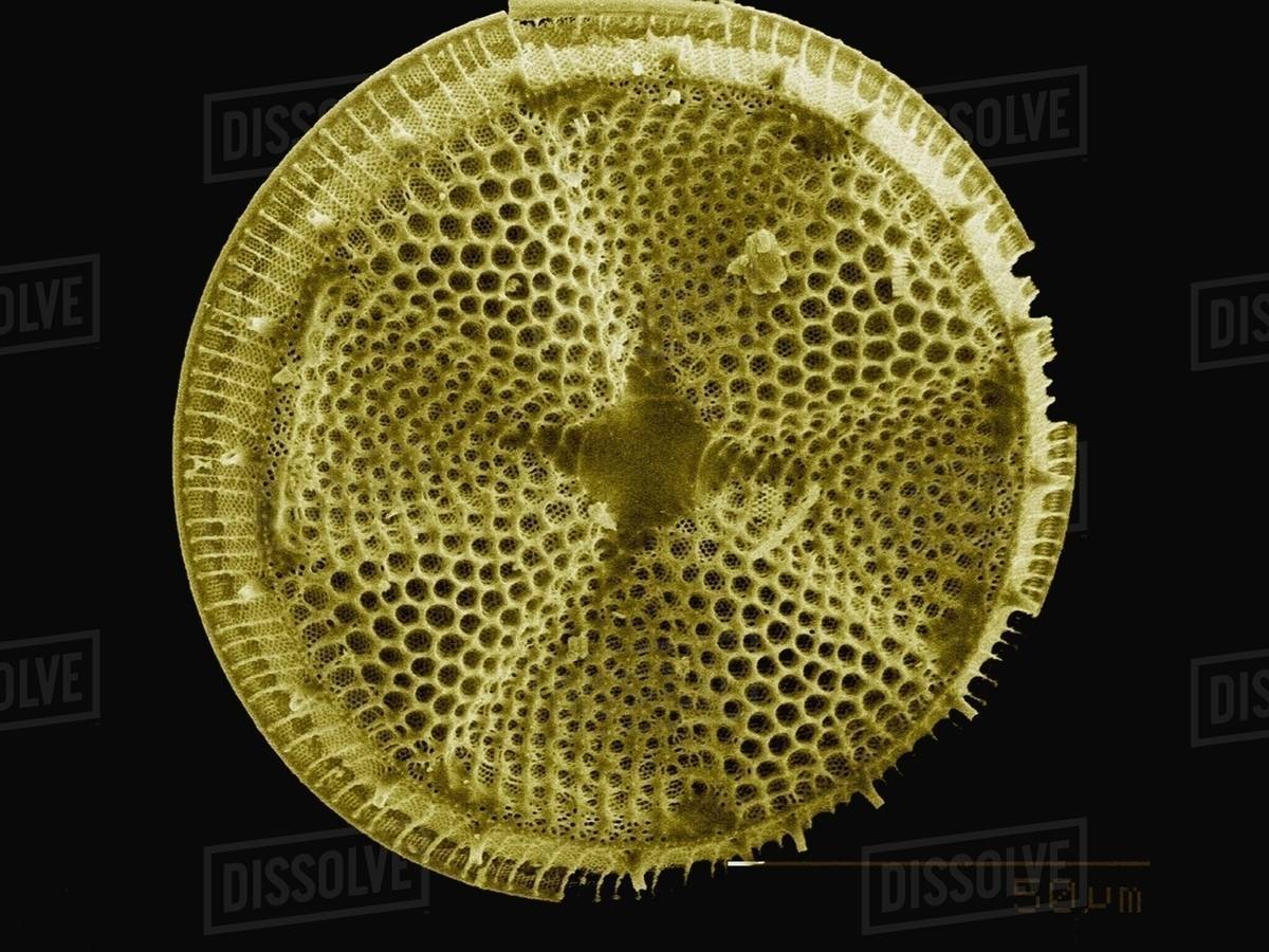 Coloured SEM of Diatom shell - Stock Photo - Dissolve