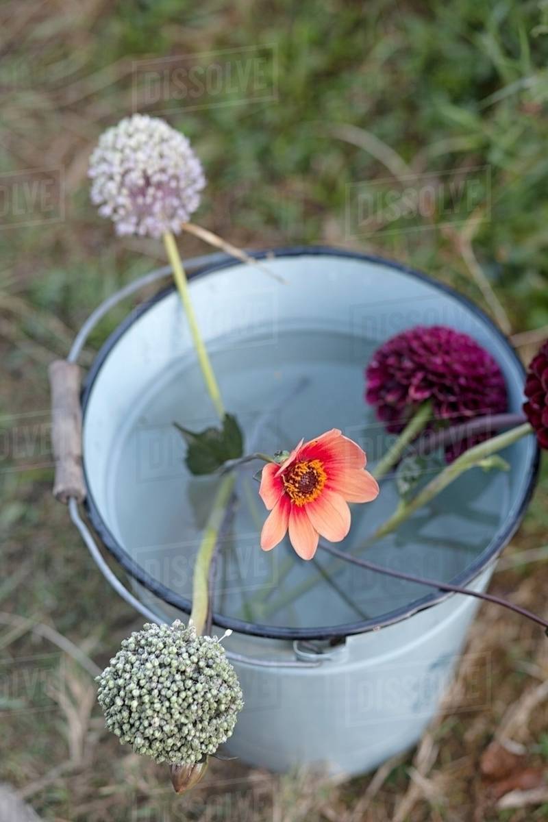 Flowers in bucket at garden allotment - Royalty-free Stock Photo | Dissolve