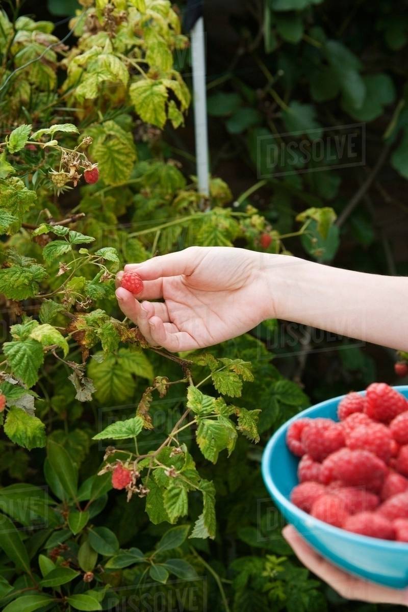 Close up of hand picking raspberries - Stock Photo - Dissolve