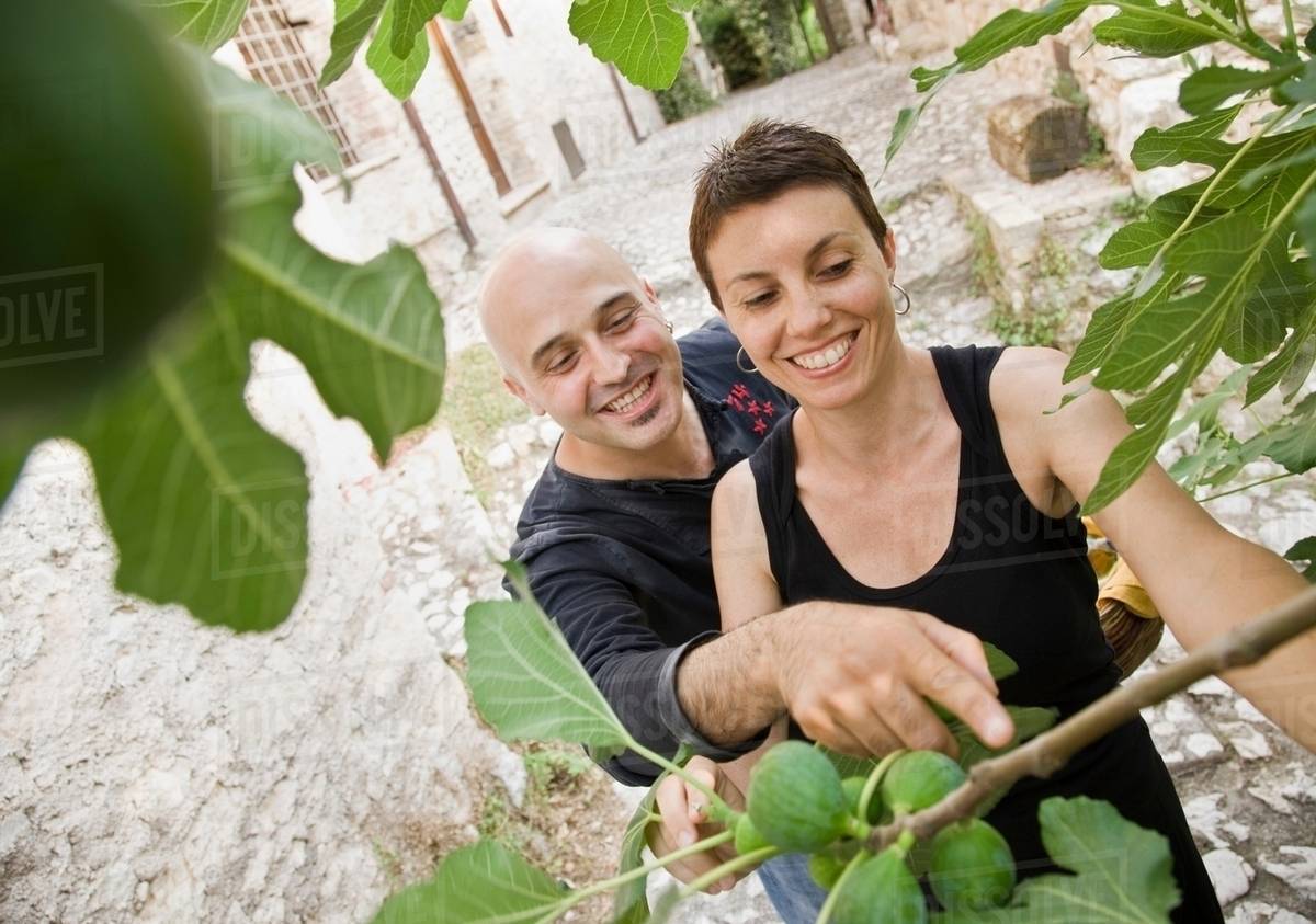 Man and woman picking figs - Royalty-free Stock Photo | Dissolve