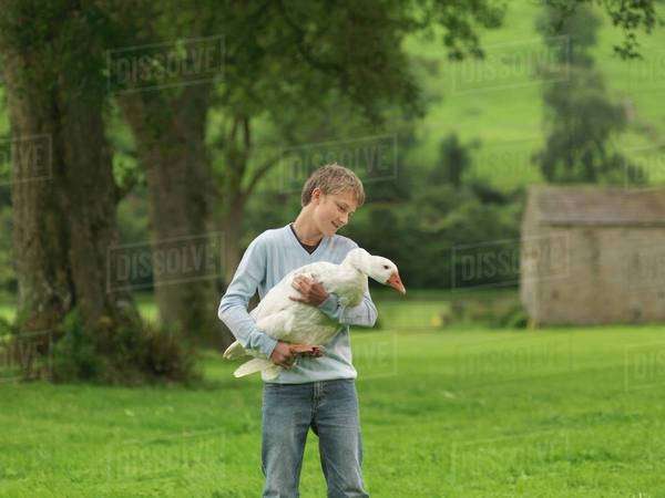 Boy Holding Goose - Stock Photo - Dissolve