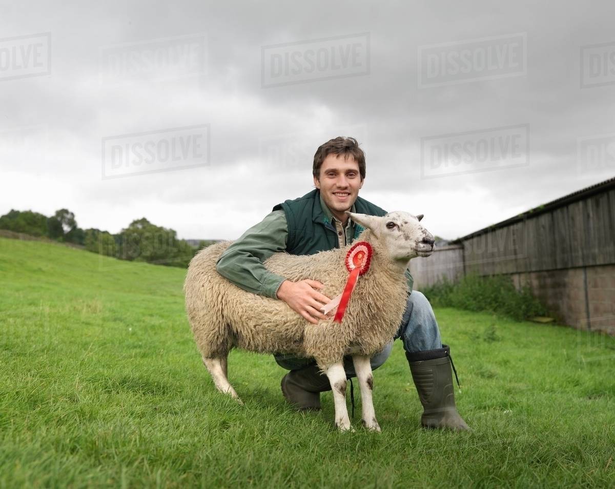 Farmer With Prize-Winning Sheep - Stock Photo - Dissolve