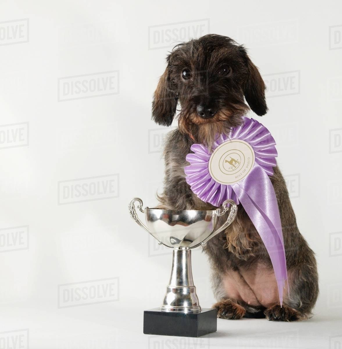 Dog wearing best-in-breed ribbon - Royalty-free Stock Photo | Dissolve