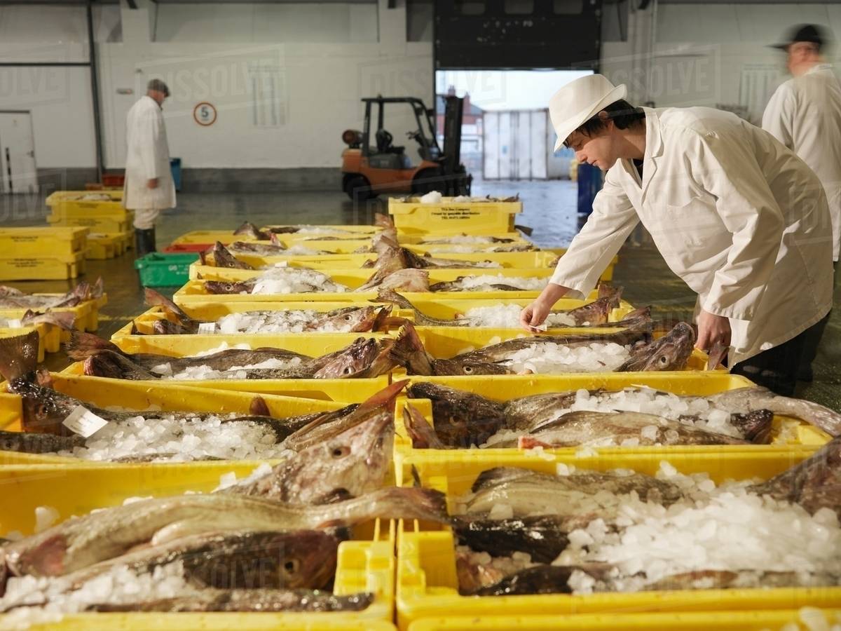 Worker Sorting Fish In Market - Stock Photo - Dissolve