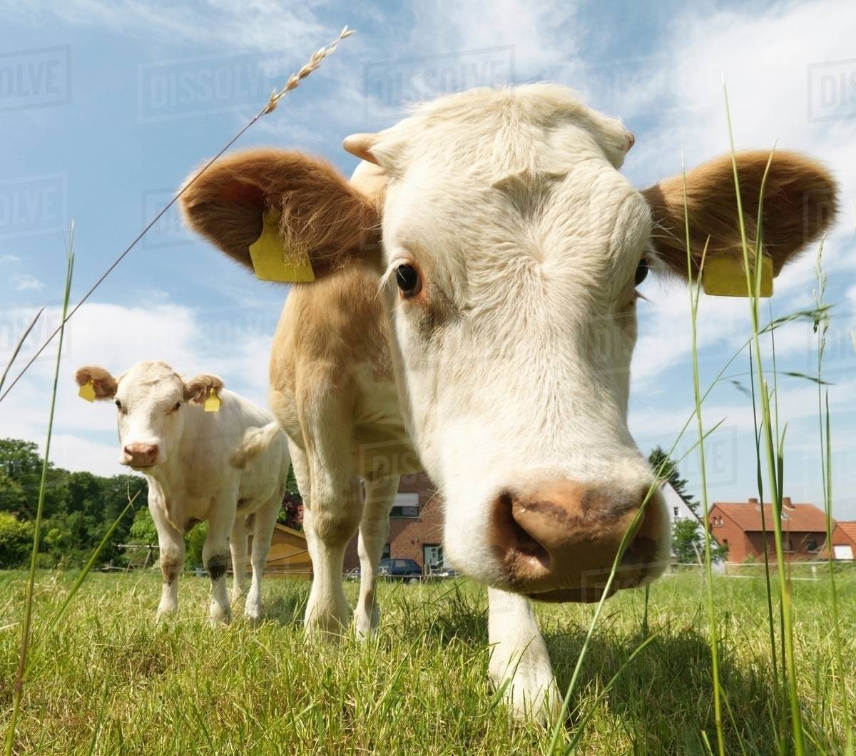 Cows in field - Stock Photo - Dissolve