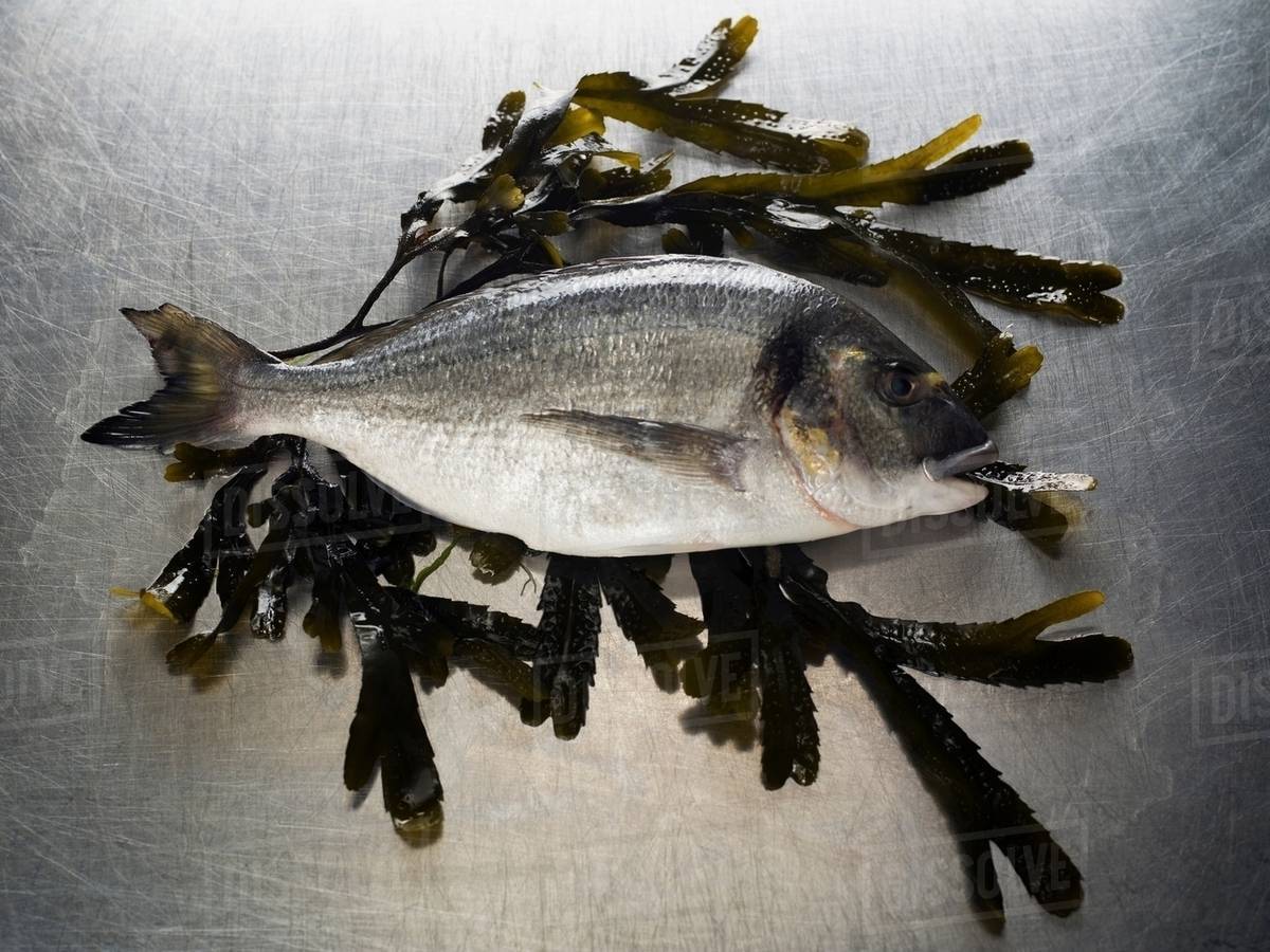 A Seabass sitting on a bed of seaweed - Royalty-free Stock Photo | Dissolve