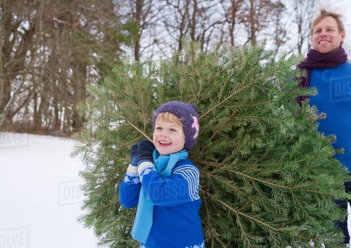 Father and son carrying christmas tree - Stock Photo - Dissolve