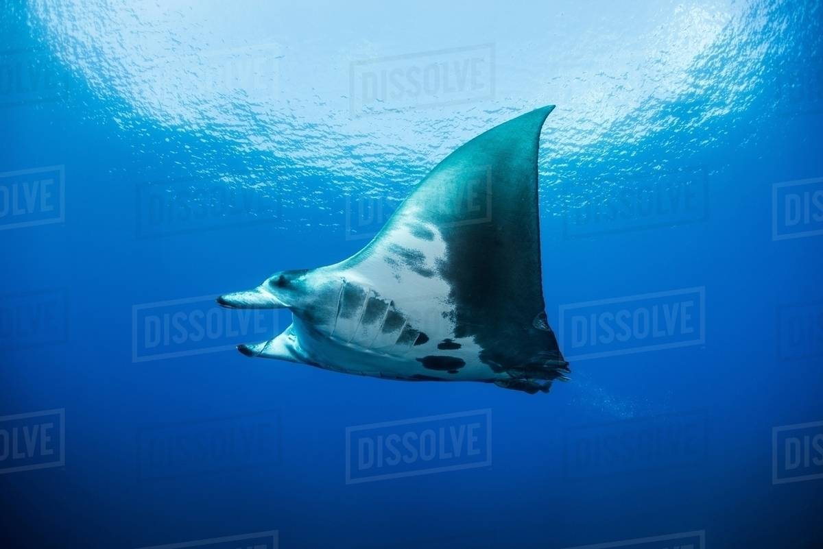 Reef manta ray (Manta alfredi) swimming around an underwater pinnacle ...