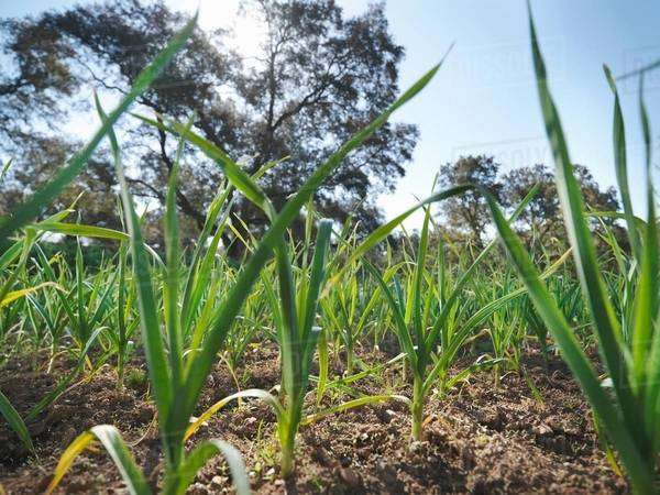 Garlic field - Stock Photo - Dissolve