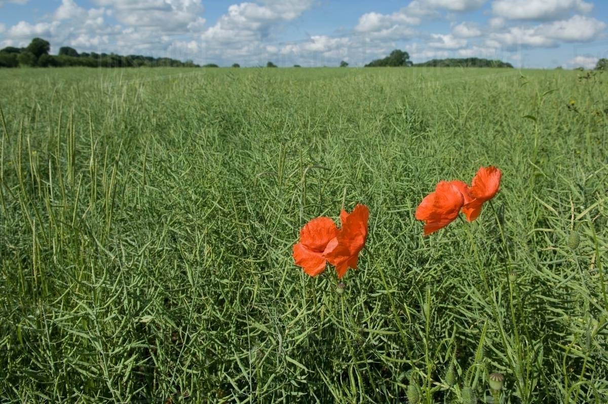 Two poppies in a sea of green - Royalty-free Stock Photo | Dissolve