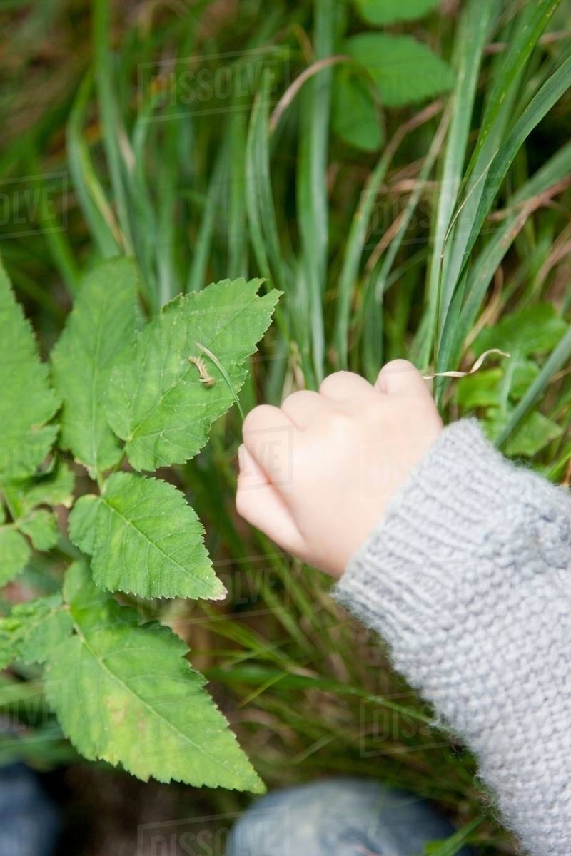 A boys hand examining a grub on a leaf - Royalty-free Stock Photo ...