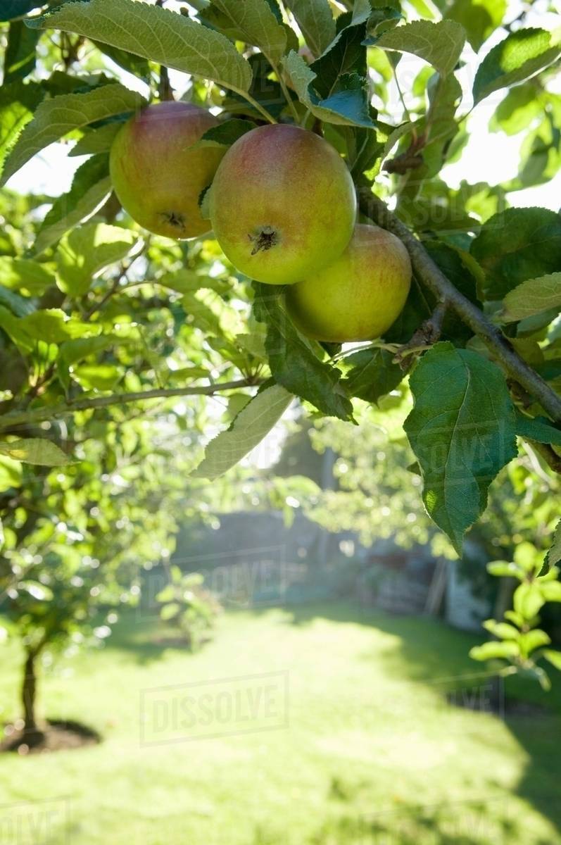 Apples in morning sun - Stock Photo - Dissolve