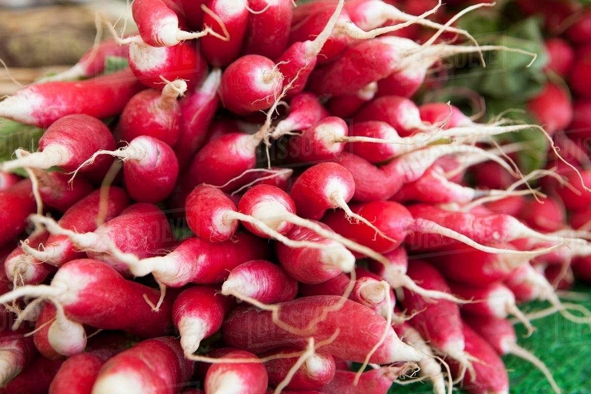 Red long radishes on a market - Stock Photo - Dissolve