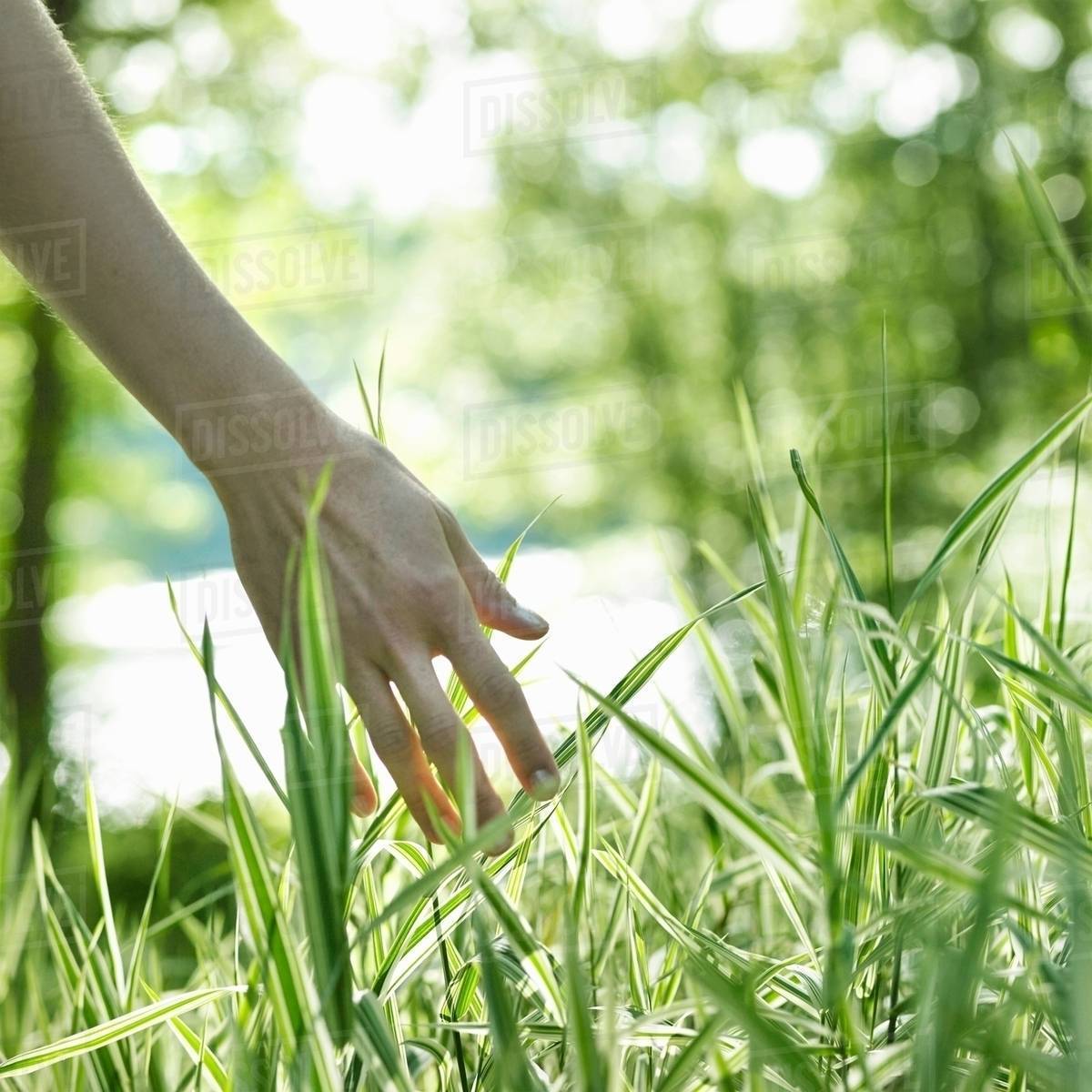 Person touching grass - Royalty-free Stock Photo | Dissolve