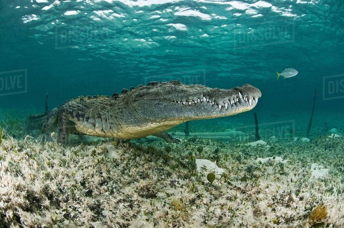 American crocodile, Chinchorro biosphere reserve, Quintana Roo, Mexico ...