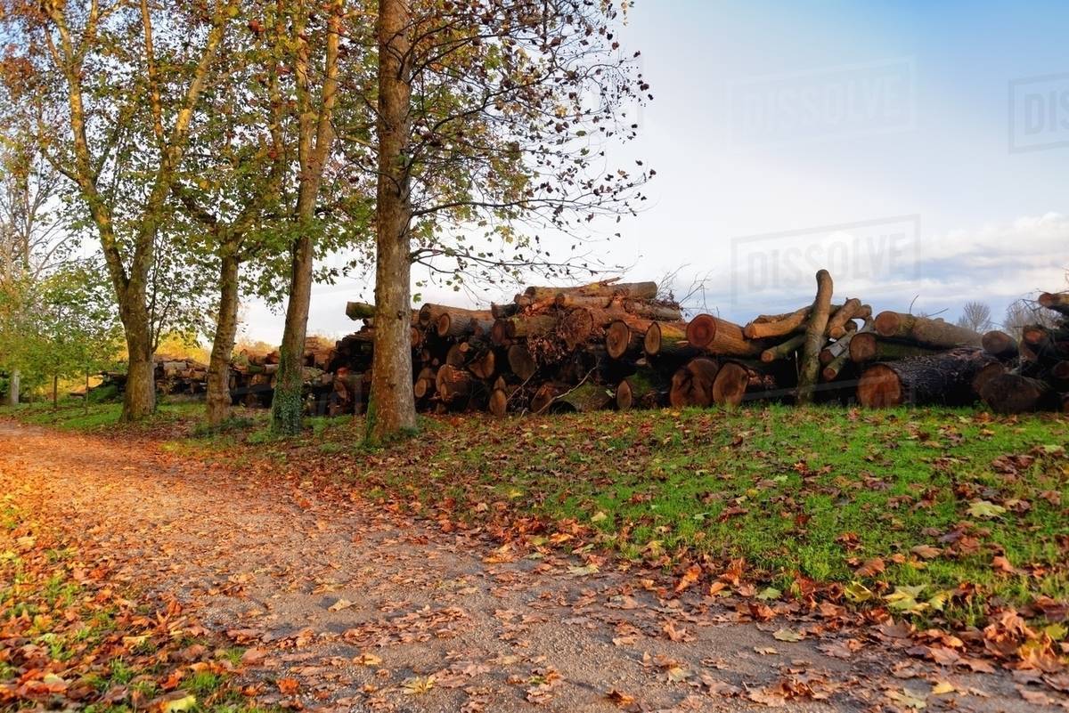 Stack of logged tree trunks alongside dirt track in autumn - Royalty ...