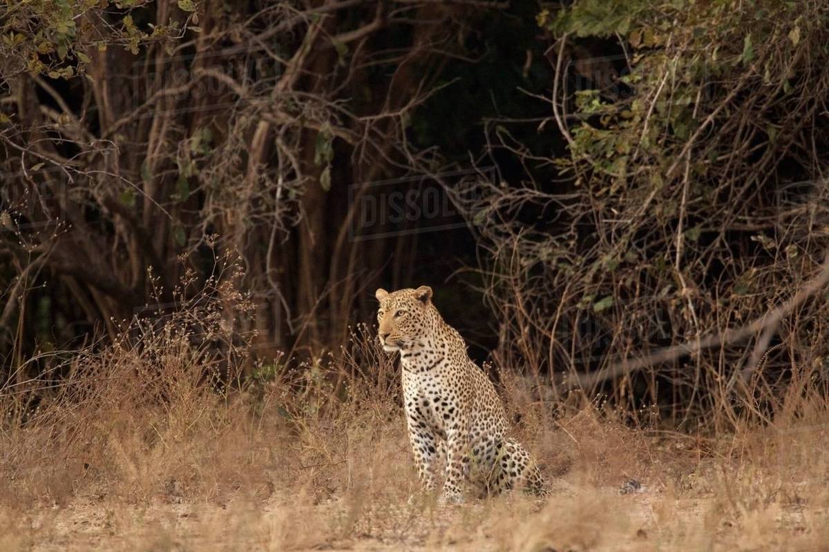 Portrait of leopard (Panthera pardus), Mana Pools National Park ...