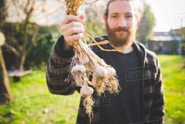Bearded mid adult man in garden holding freshly picked garlic bulbs ...