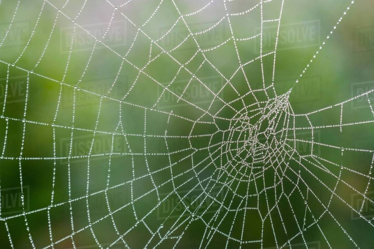 Spider Web In Dew