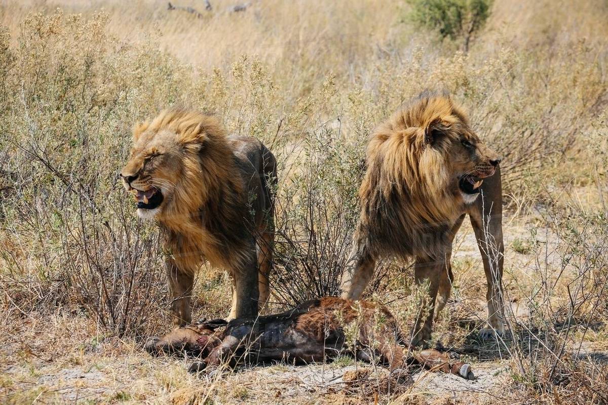 Lions with kill (buffalo calf), Okavango Delta, Botswana - Stock Photo ...