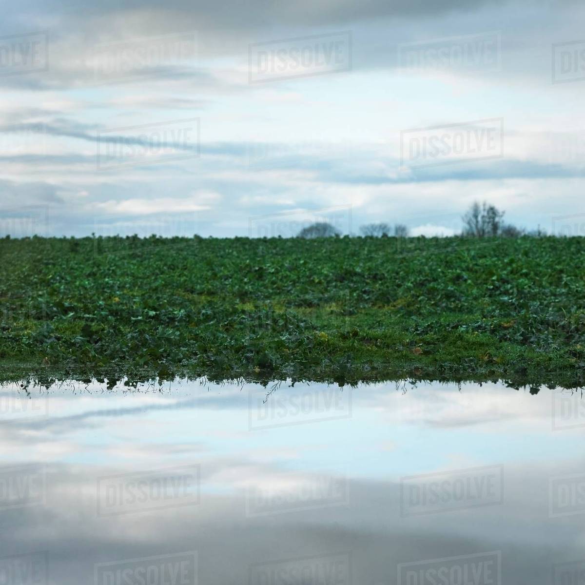 Puddle mirror image with blue skies and green grass - Royalty-free ...