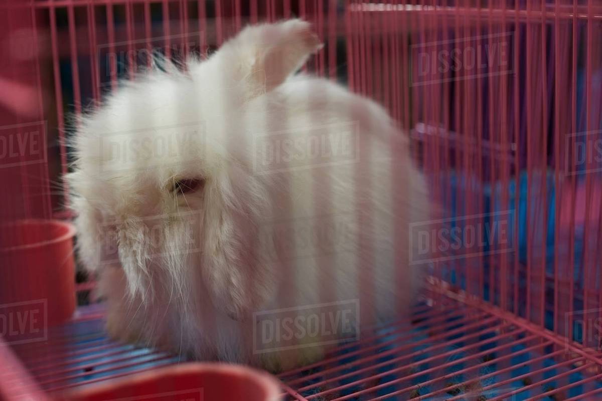 Fluffy white rabbit in cage at Shanghai Bird and Flower Market, China ...
