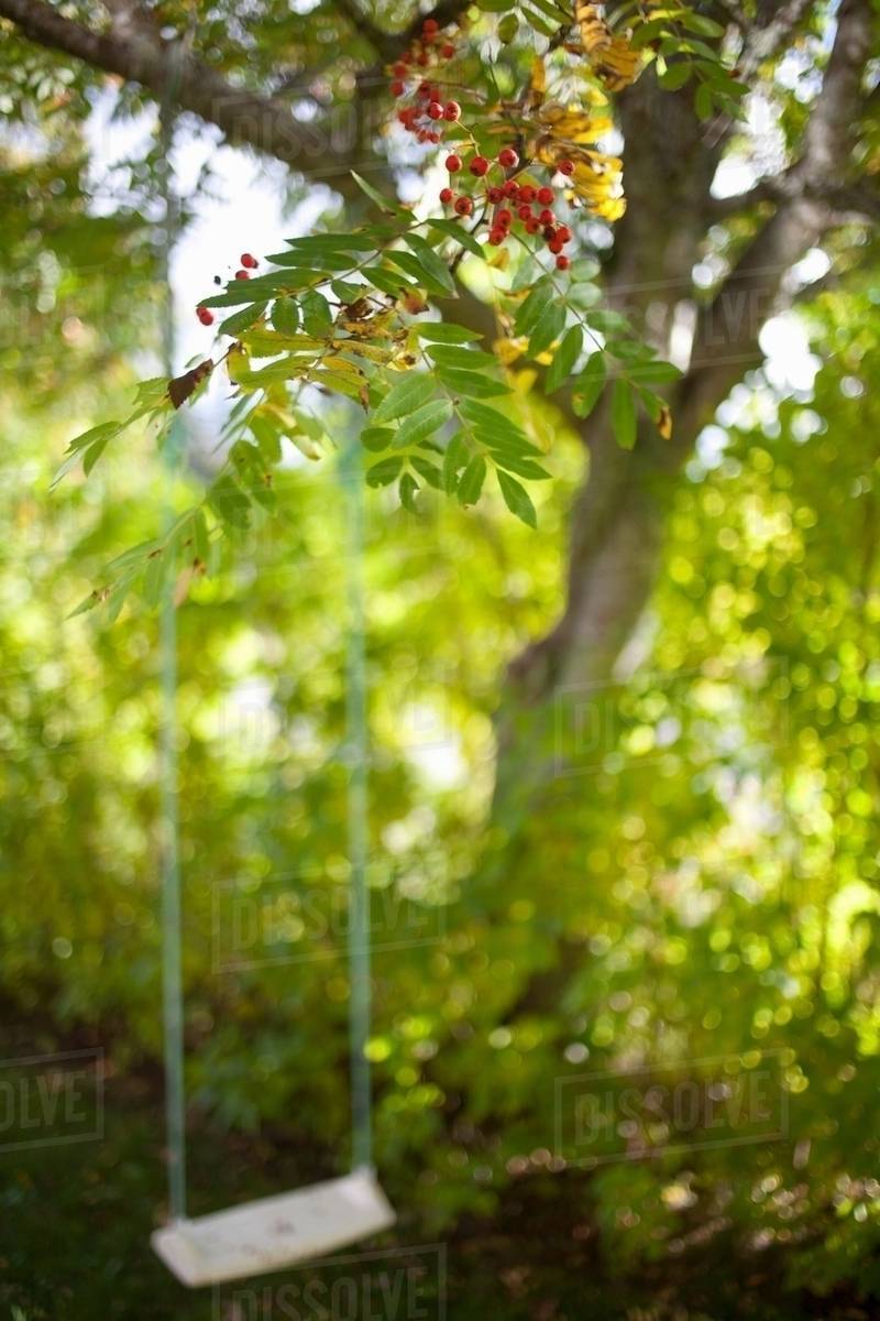 Tree swing in backyard - Royalty-free Stock Photo | Dissolve
