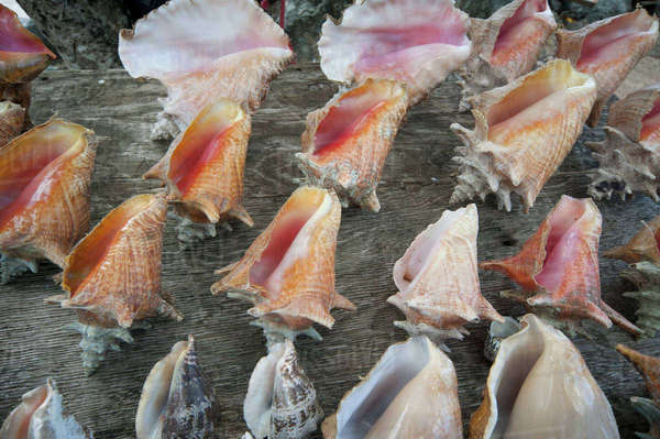 Conch shells - Stock Photo - Dissolve