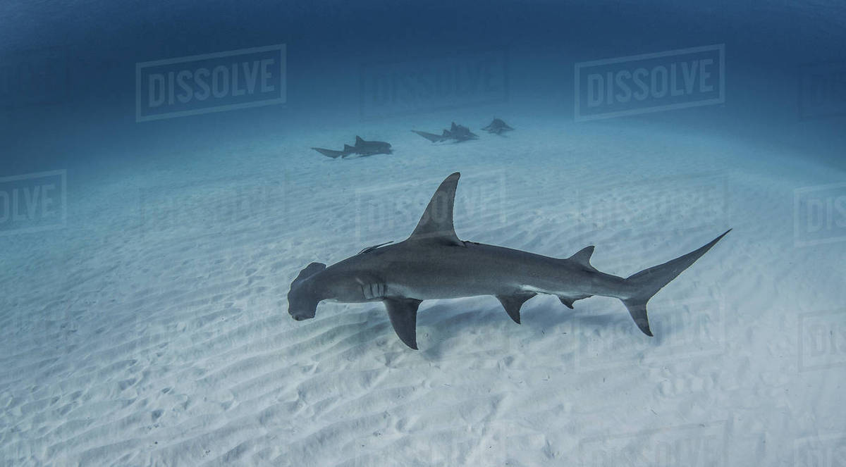 Great Hammerhead Shark swimming near seabed, Nurse Sharks in background ...