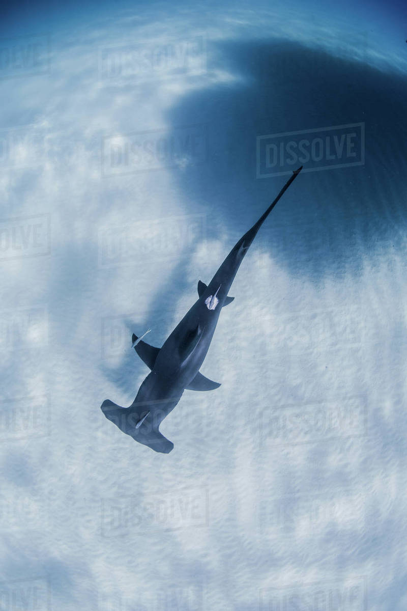 Great Hammerhead Shark swimming near seabed - Royalty-free Stock Photo ...