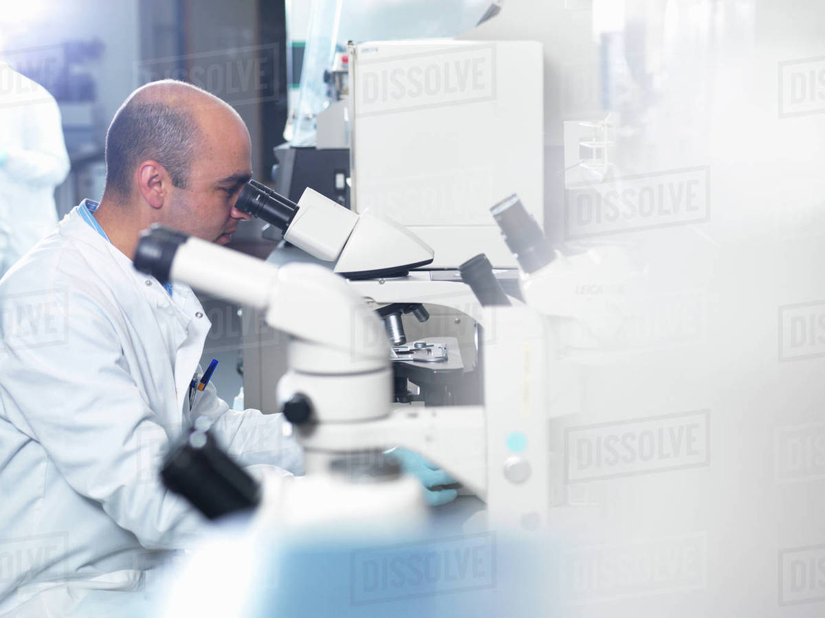 Scientist viewing parasites under light microscope in laboratory ...