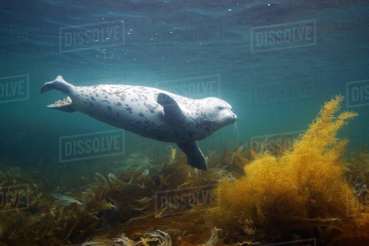 Spotted seal (Phoca largha), Sea of Japan - Stock Photo - Dissolve