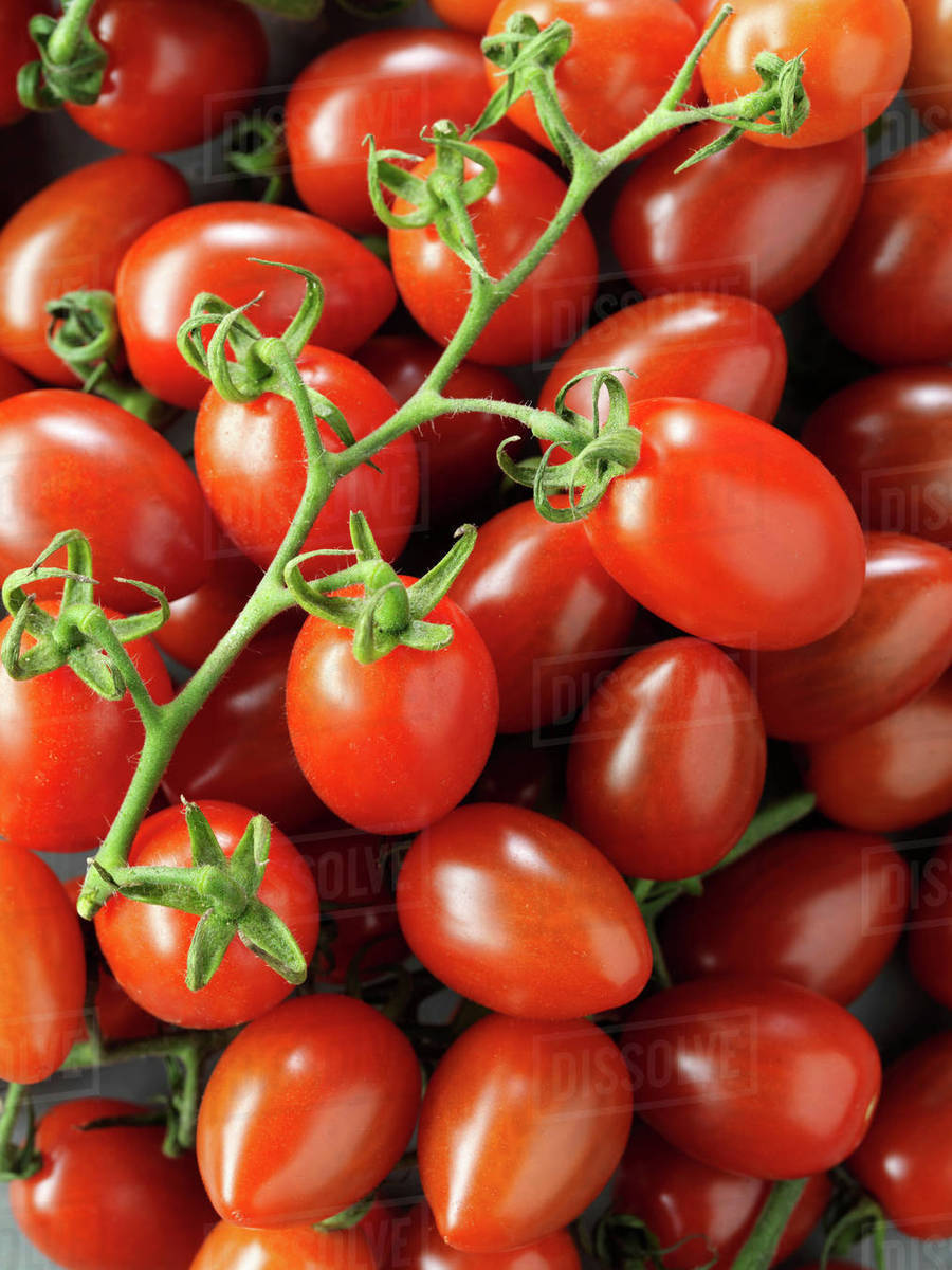 Santini on the vine tomatoes, full frame, close-up - Stock Photo - Dissolve