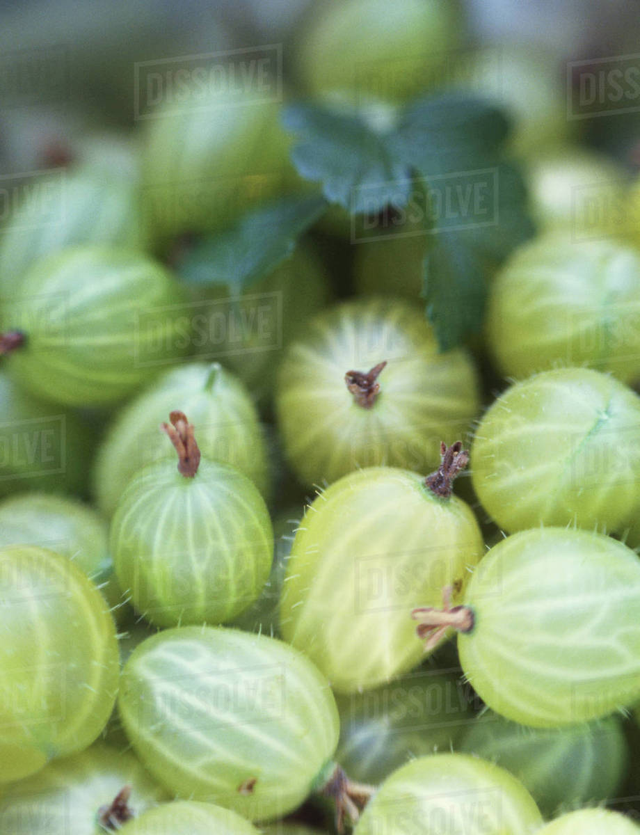 Close up of gooseberries - Royalty-free Stock Photo | Dissolve