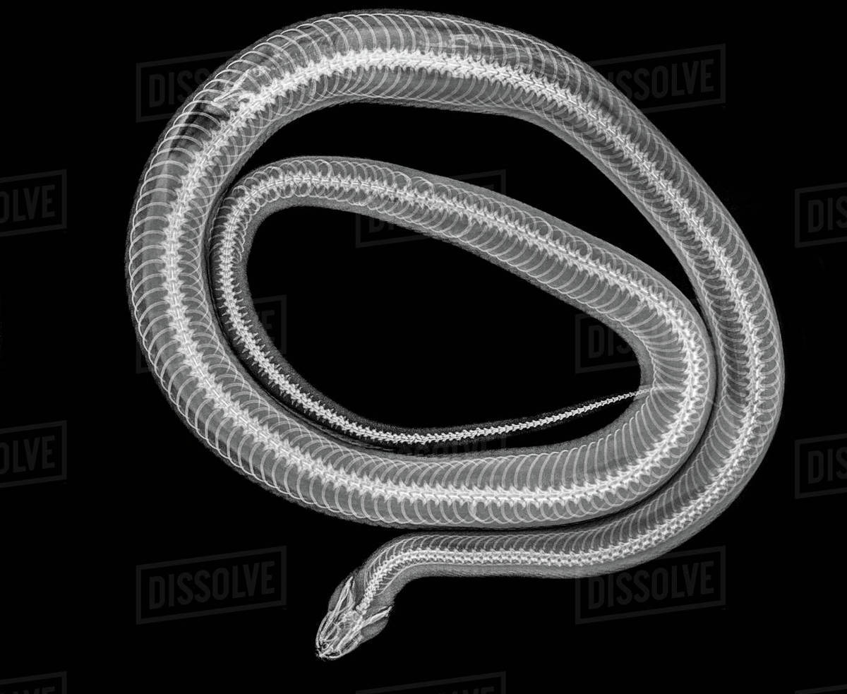 X-ray of a snake digesting a mouse - Royalty-free Stock Photo | Dissolve