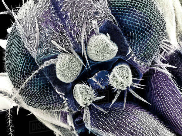 Magnified fruit fly - Royalty-free Stock Photo | Dissolve